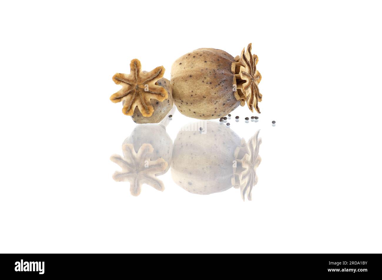 Dried poppy seed pods isolated on white background, full depth of field ...