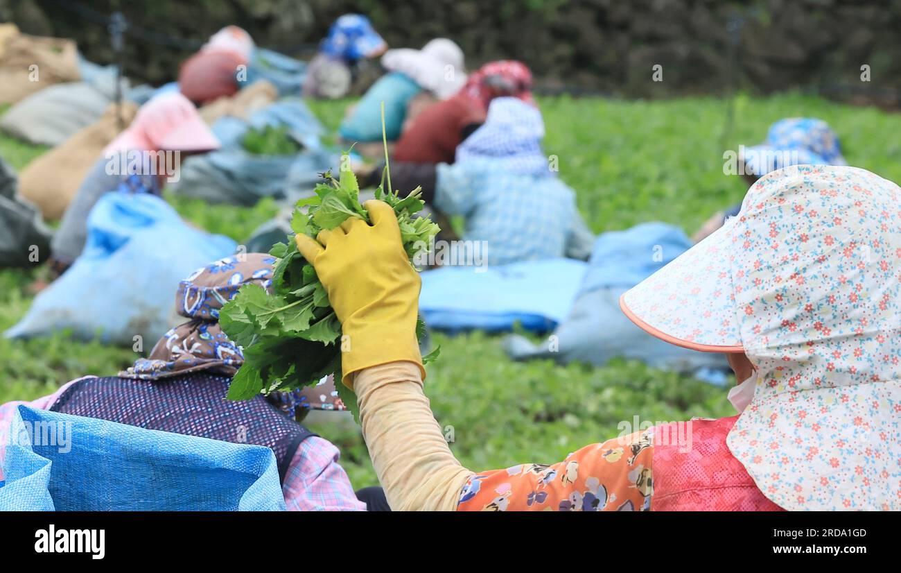 20th July, 2023. Harvesting edible wild plants A woman picks aster ...
