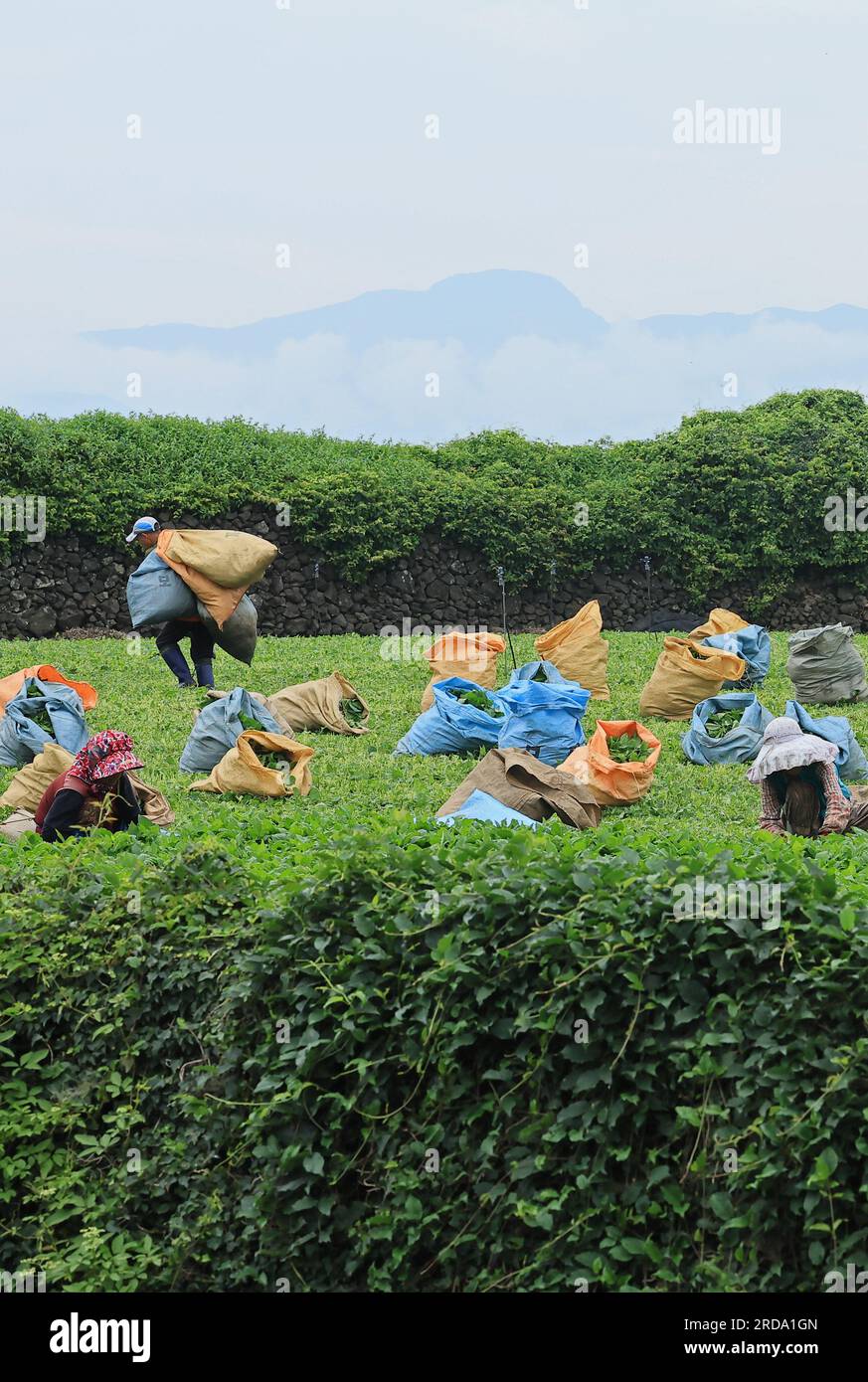 20th July, 2023. Harvesting edible wild plants Women pick aster scaber ...