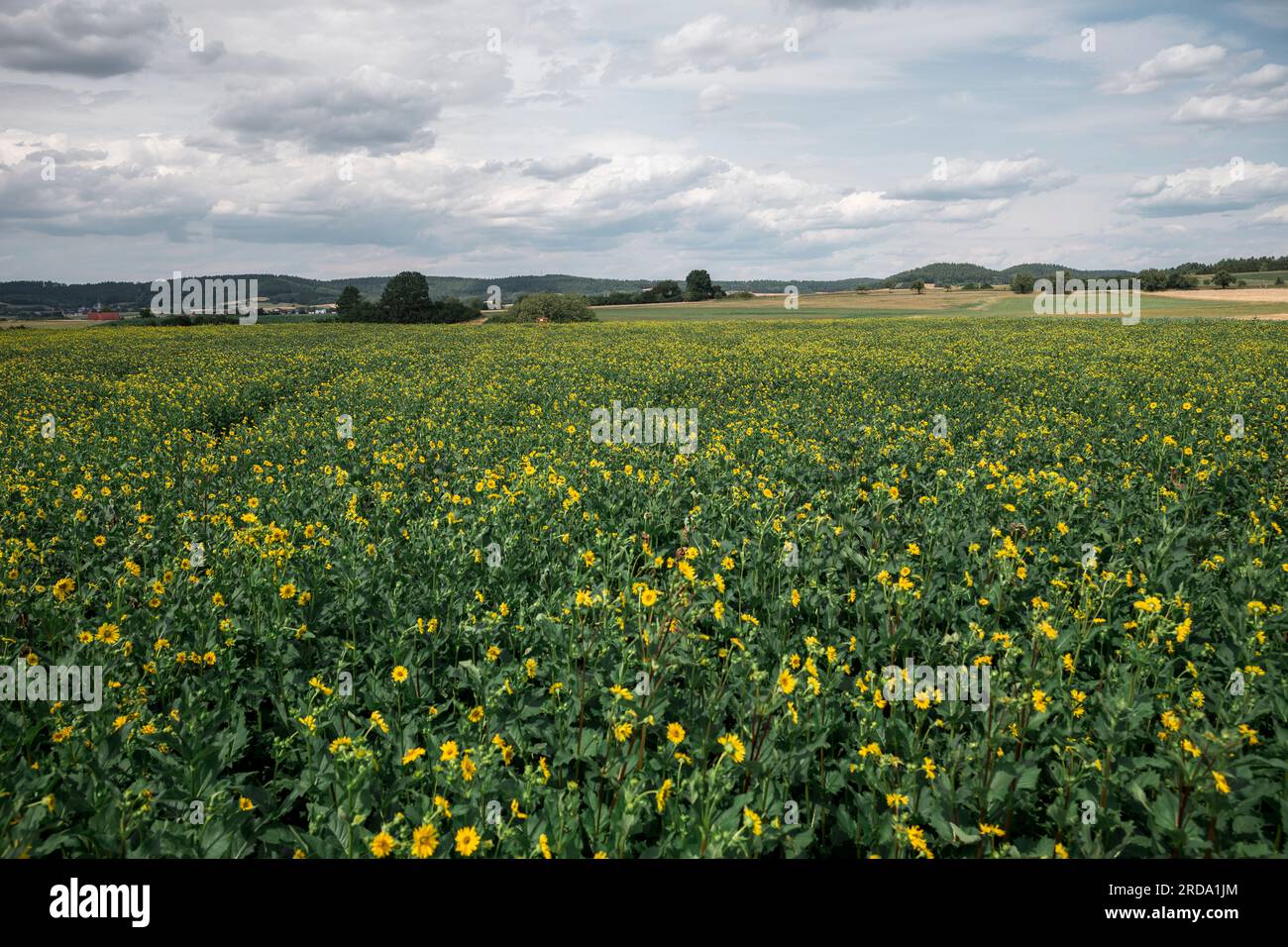 Daniel maze hi-res stock photography and images - Alamy