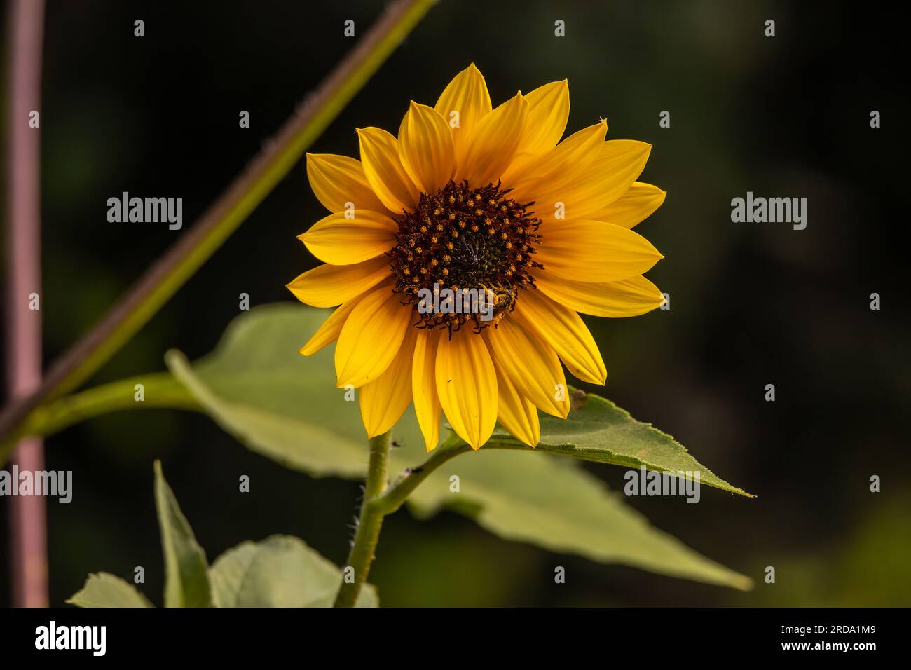 A California Sunflower (Helainthus californicus) with a Bee Fly loaded ...
