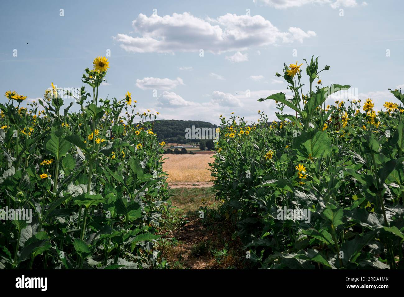 Daniel maze hi-res stock photography and images - Alamy