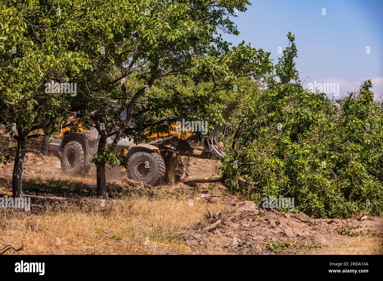 Walnut trees in an orchard are ripped from the ground by a large piece ...