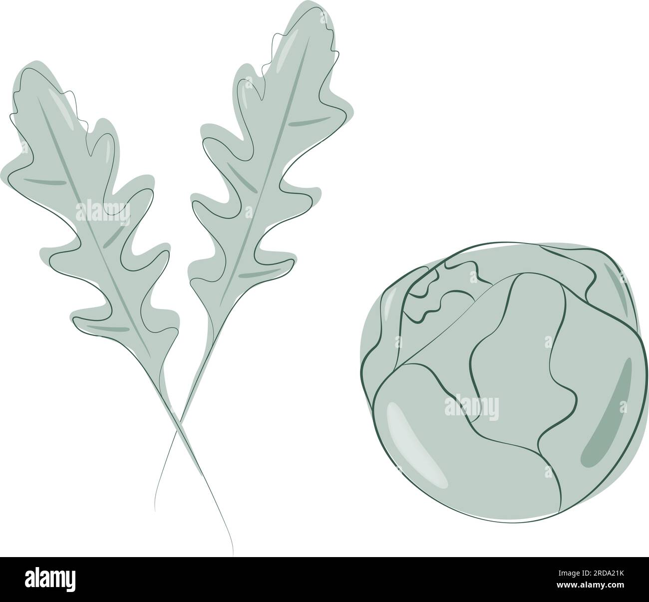 Brussels sprouts cabbage kale Stock Vector Images - Alamy