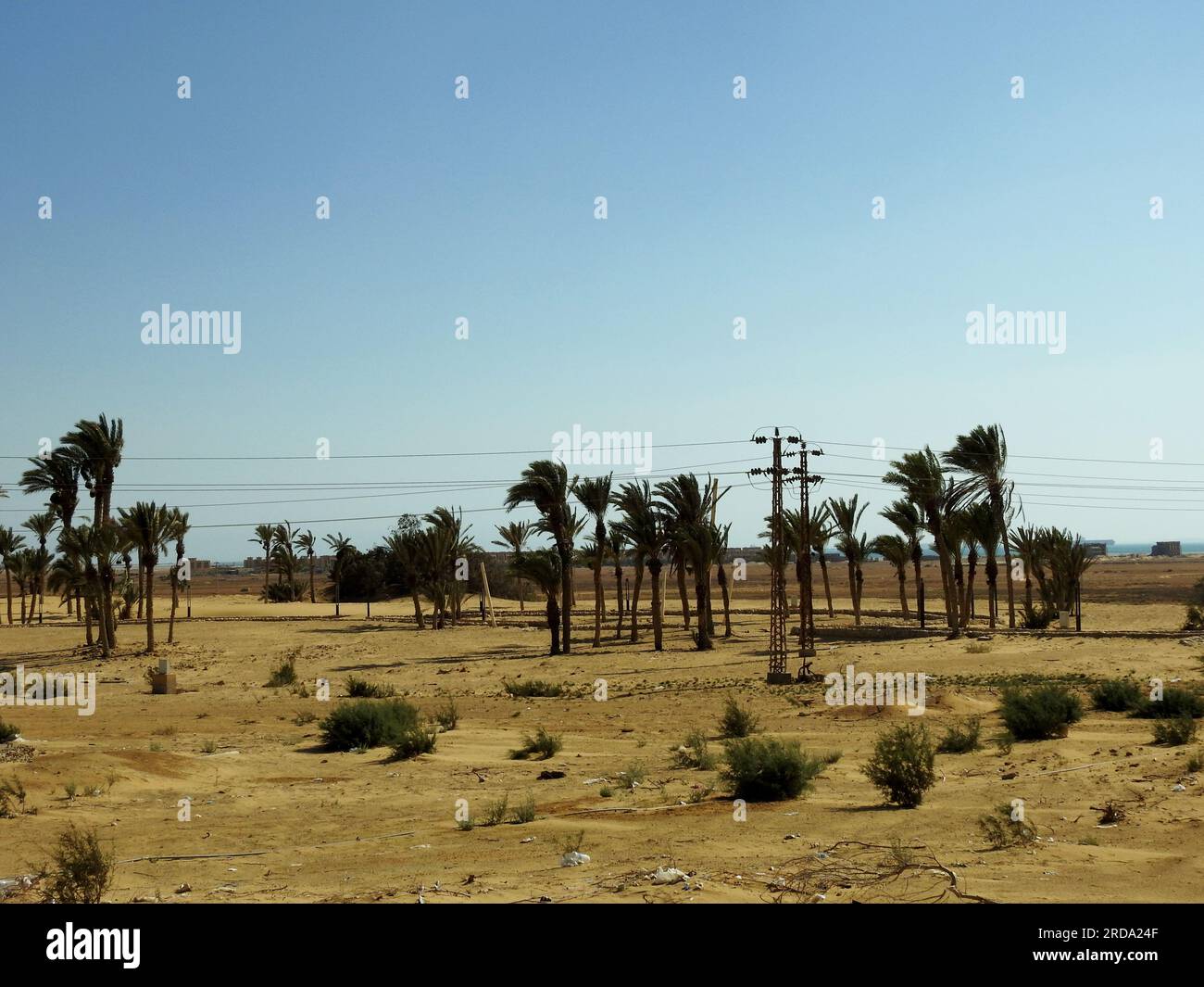 Prophet Moses Springs, Water wells and palms in Sinai Peninsula, Ras ...
