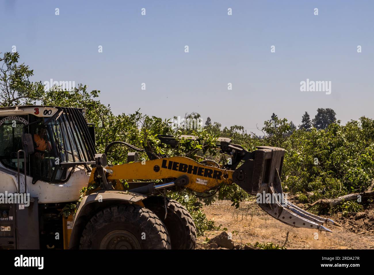 Walnut trees in an orchard are ripped from the ground by a large piece ...