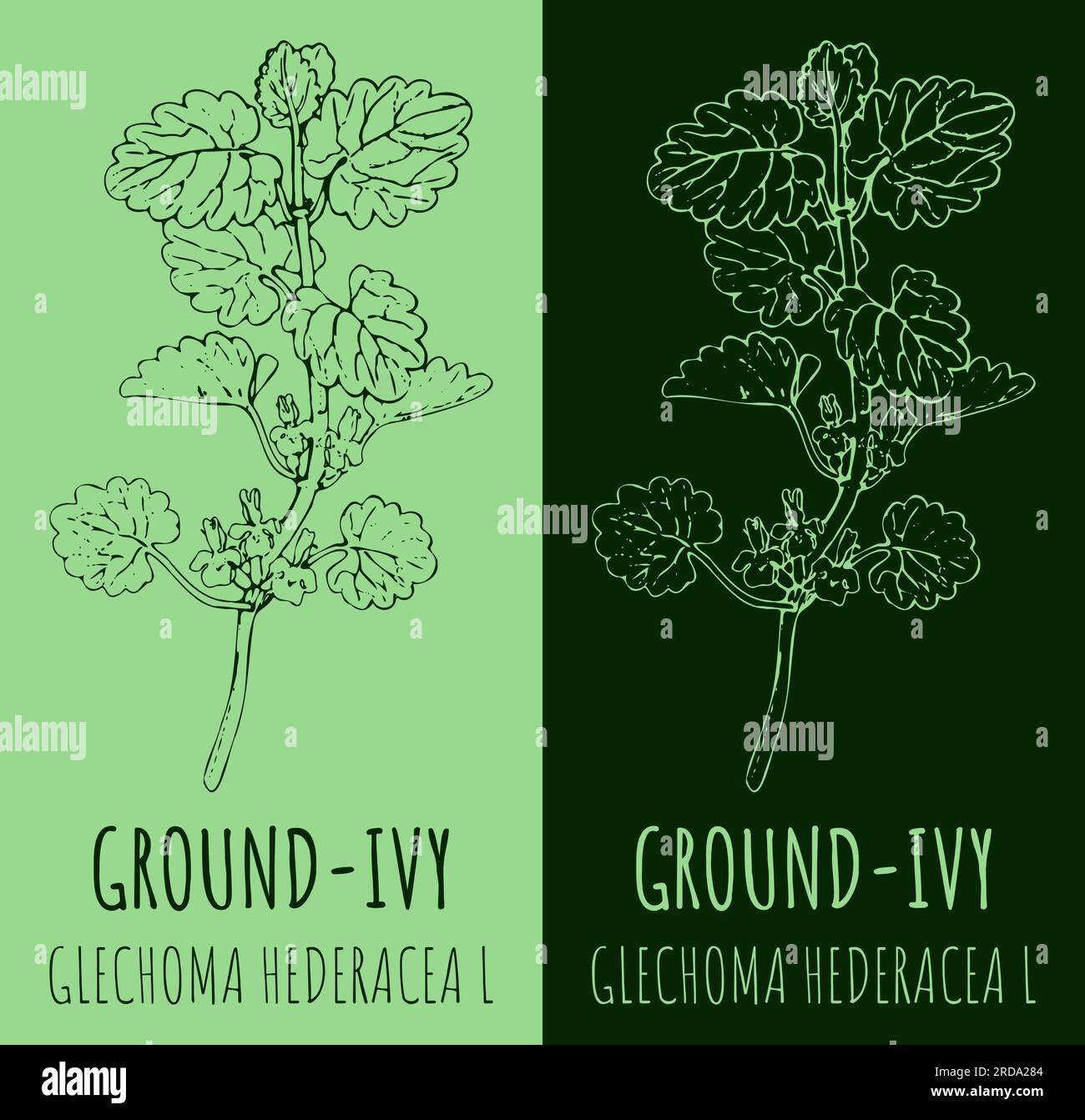 Vector drawing GROUND-IVY. Hand drawn illustration. The Latin name is ...