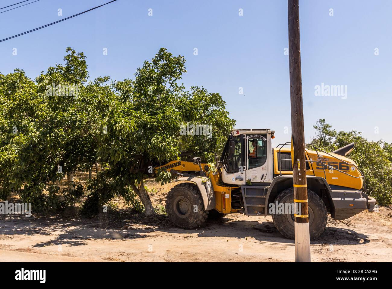 Replant with trees hi-res stock photography and images - Alamy