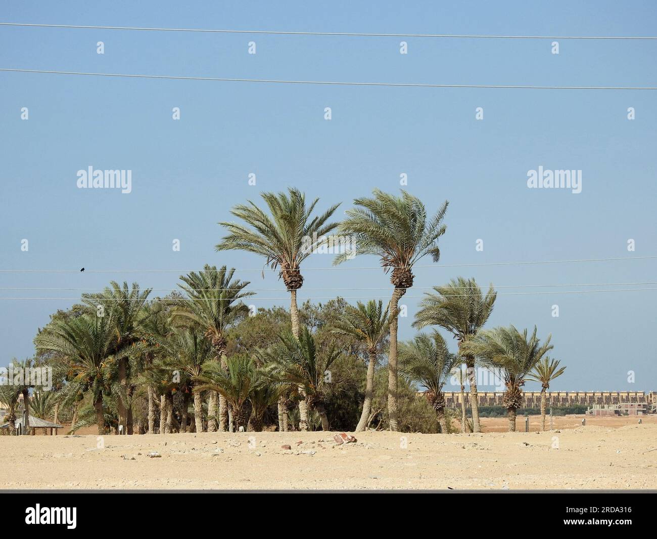 Prophet Moses Springs, Water wells and palms in Sinai Peninsula, Ras ...