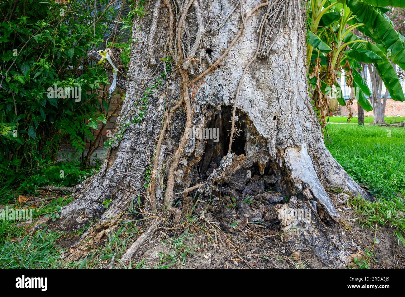 Termite infestation tree hi-res stock photography and images - Alamy
