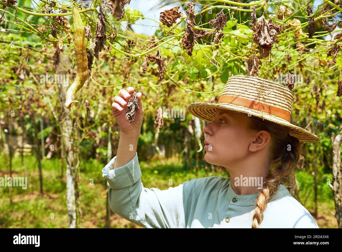 Female agronomist observes harvest loss on farm holding dried up plant ...