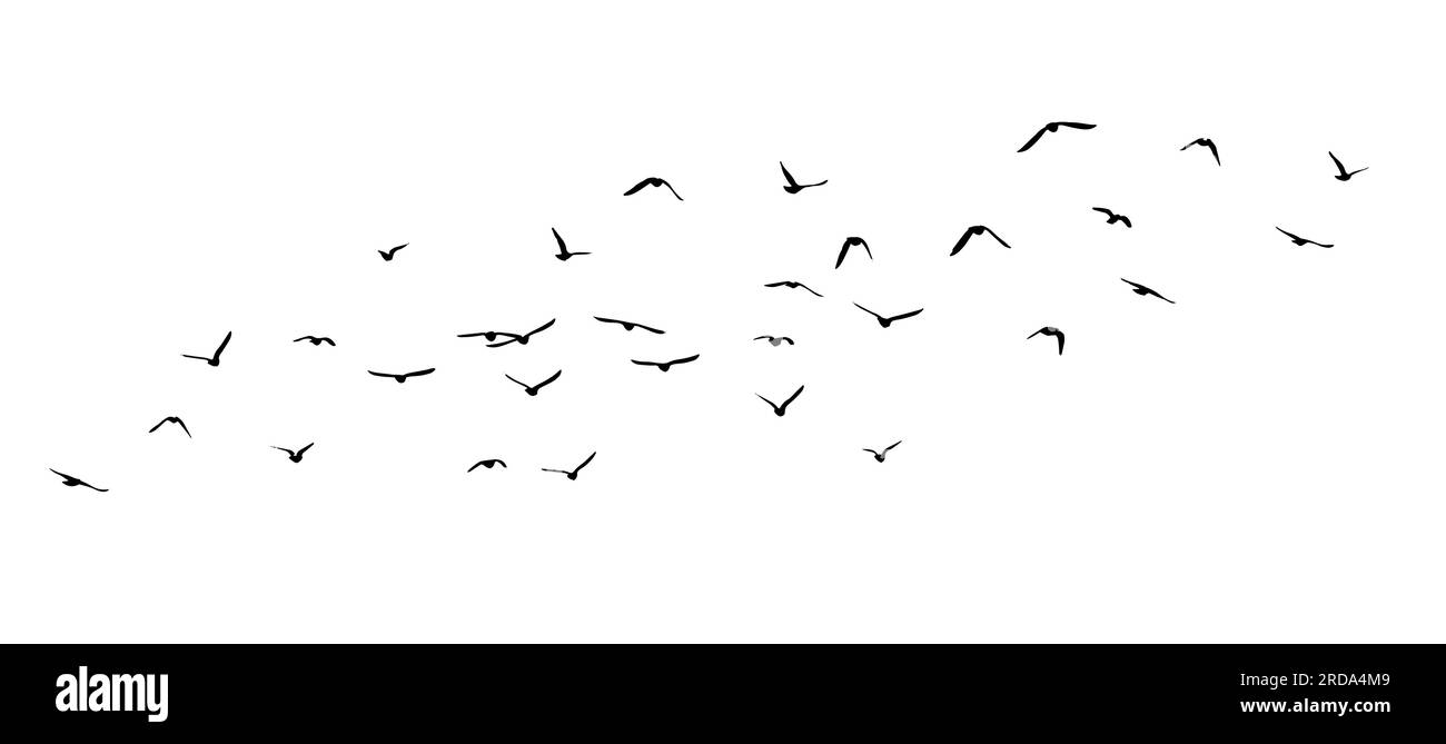 A flock of flying birds. Vector illustration Stock Vector Image & Art ...