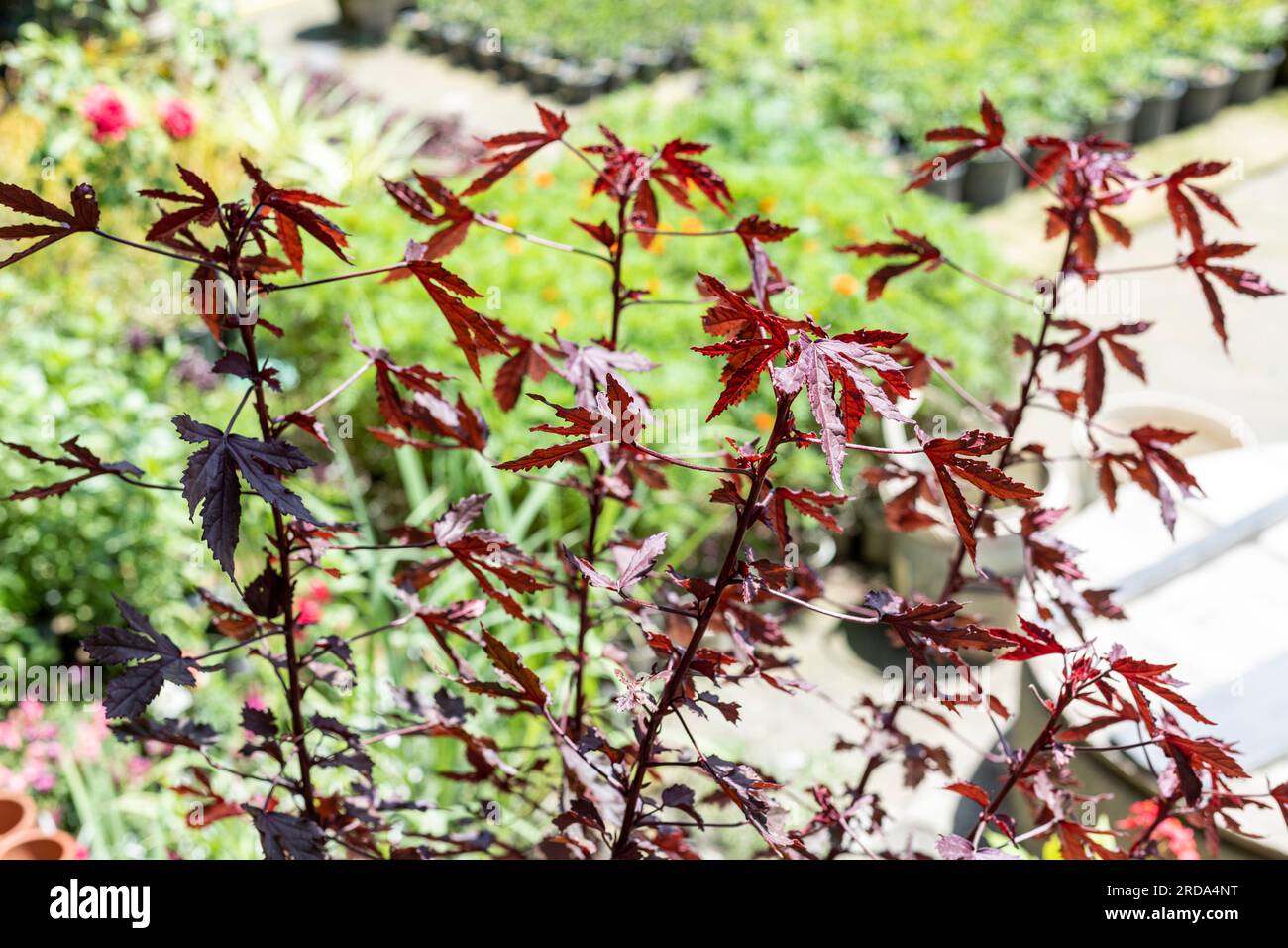 Ornamental acer hi-res stock photography and images - Alamy