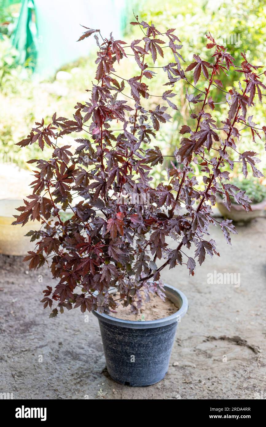 Acer tree in pot hi-res stock photography and images - Alamy