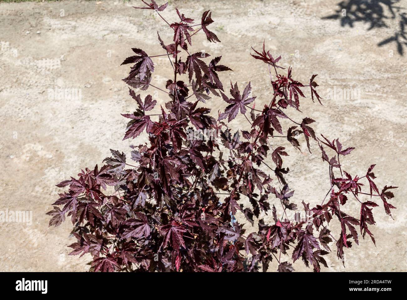 Acer tree in pot hi-res stock photography and images - Alamy
