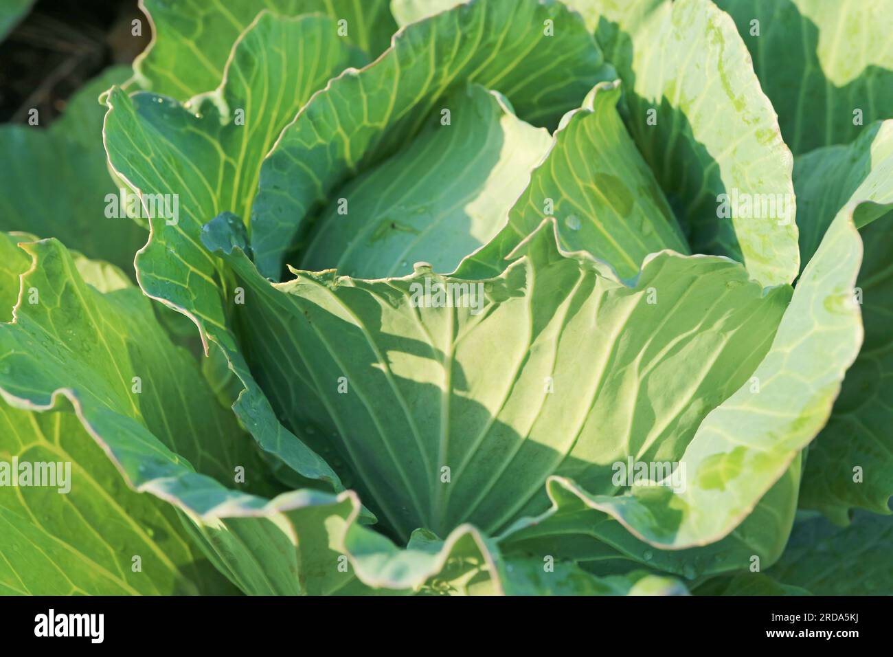 Closeup of a Cabbage Growing in a Sunlight Garden Stock Photo - Alamy