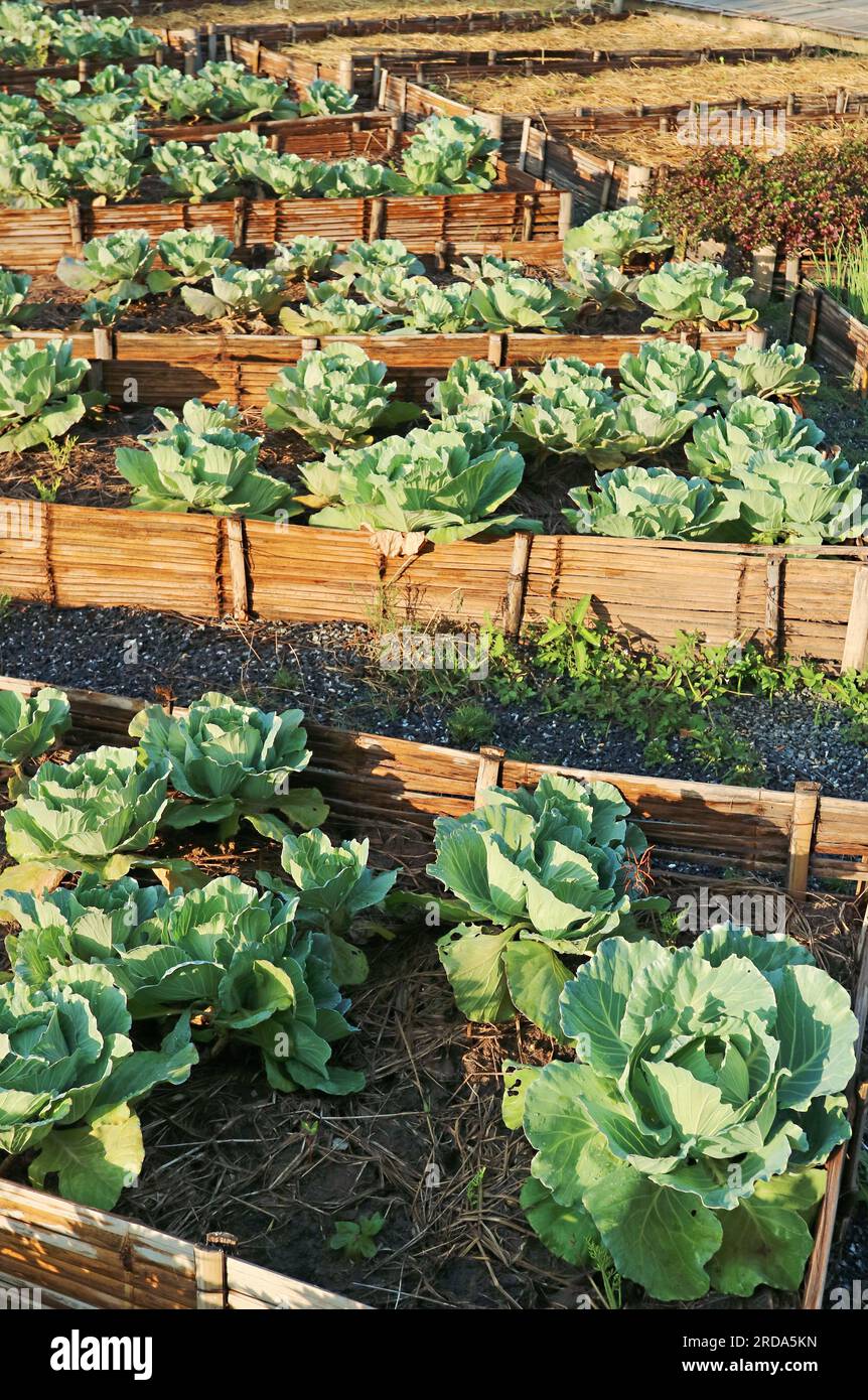 Rows of Cabbages Growing in the Sunlight Stock Photo - Alamy