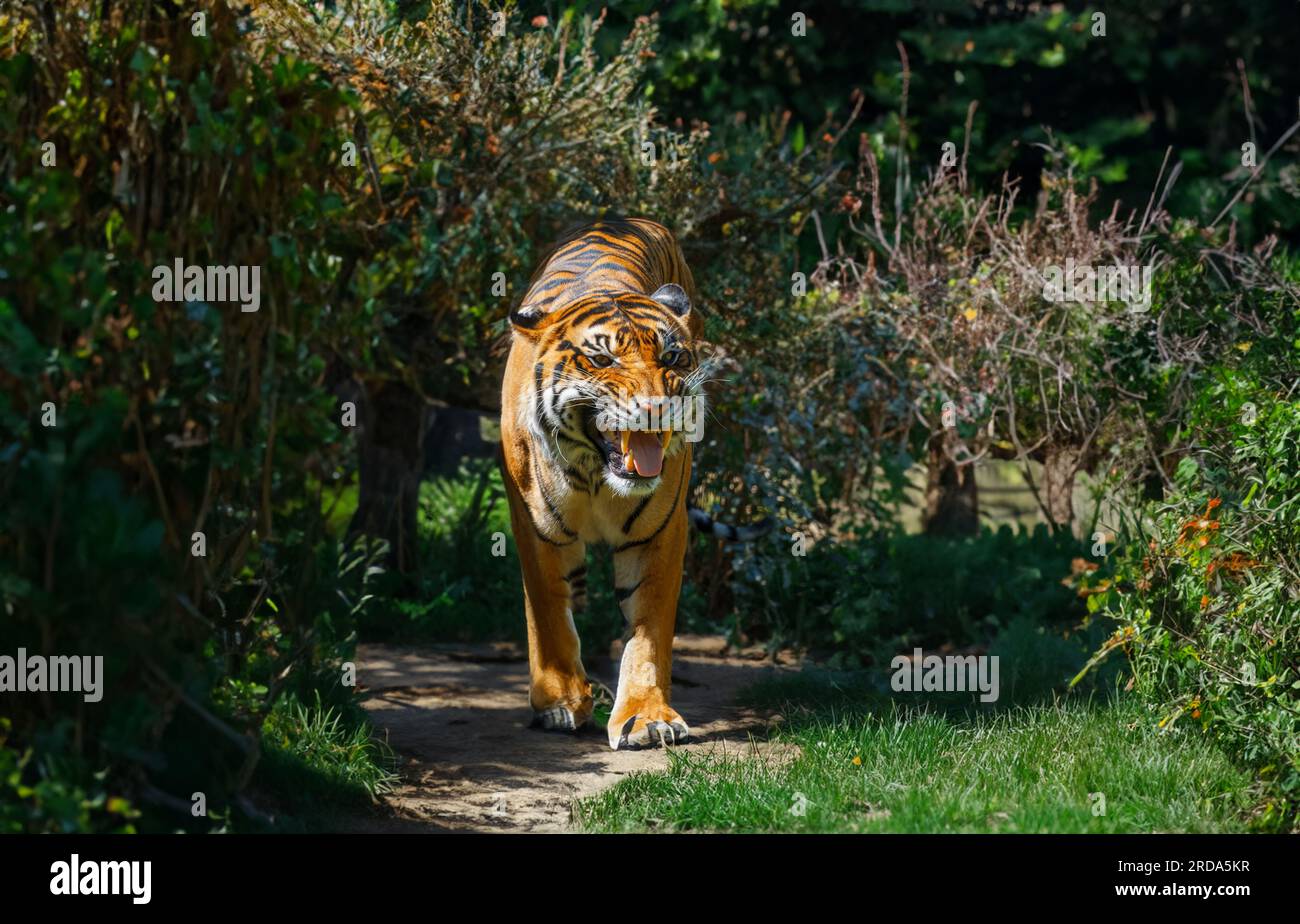 Wild adult tiger in its natural Stock Photo - Alamy