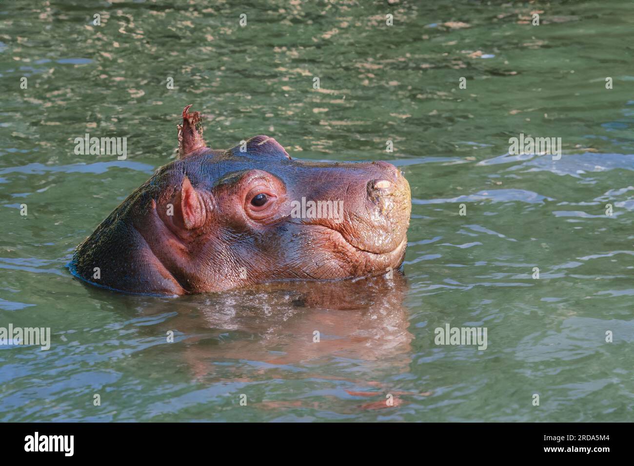 Hippo conservation initiatives hi-res stock photography and images - Alamy