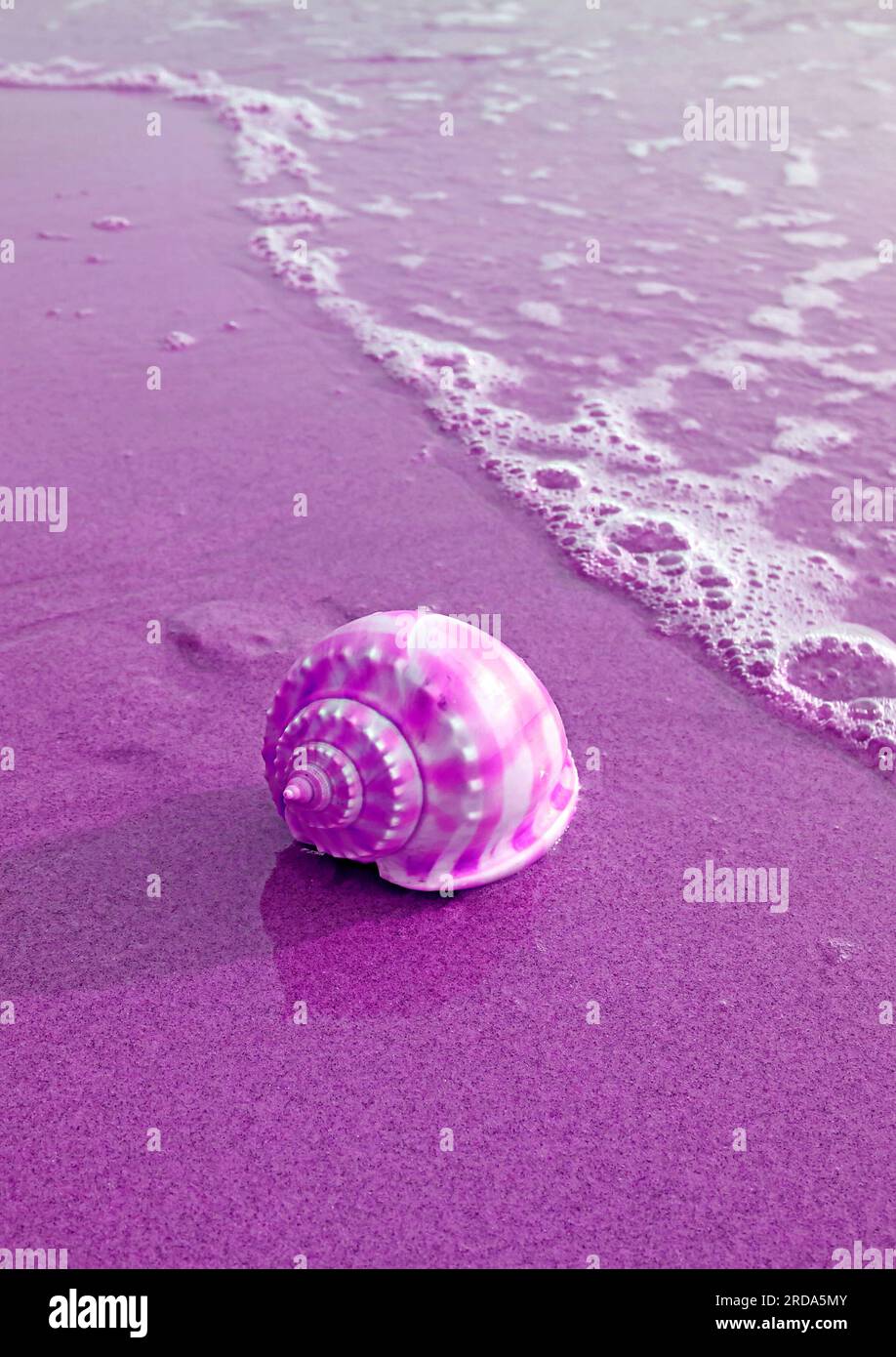 Pop Art Style Purple Colored Scotch Bonnet Sea Shell Isolated on Wet ...