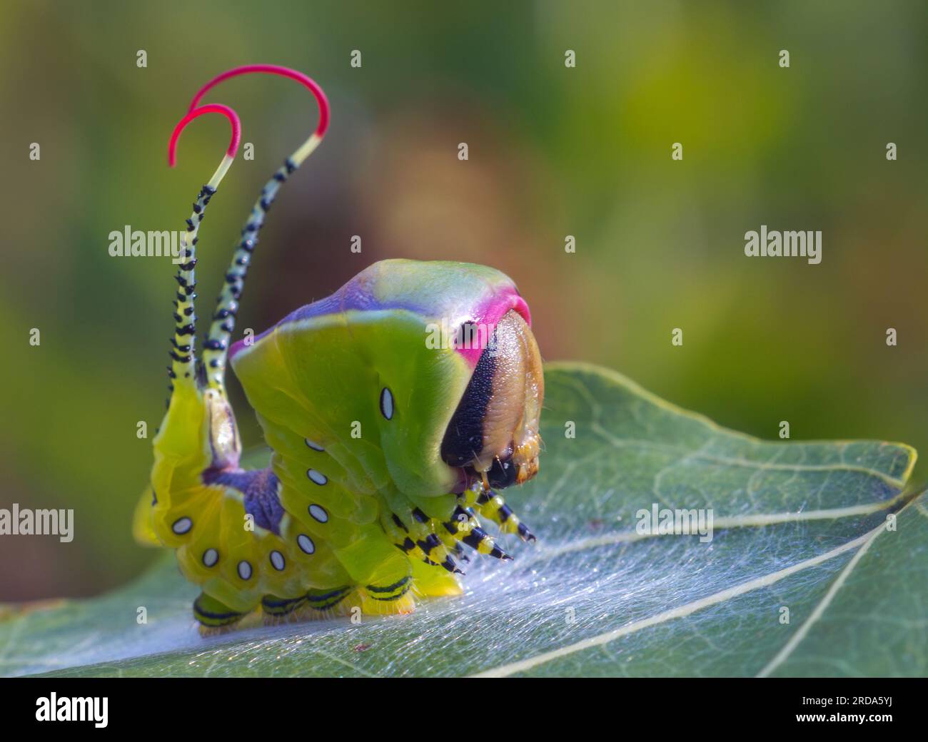Beautiful caterpillar in a frightening pose, unique animal behaviour ...