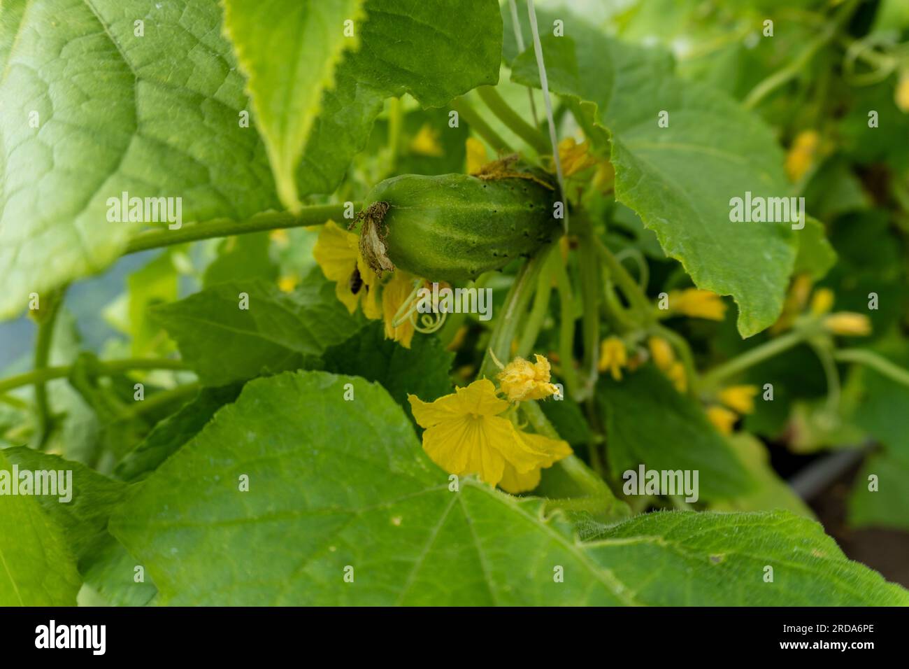 photo of a bush cucumber in the garden Stock Photo - Alamy