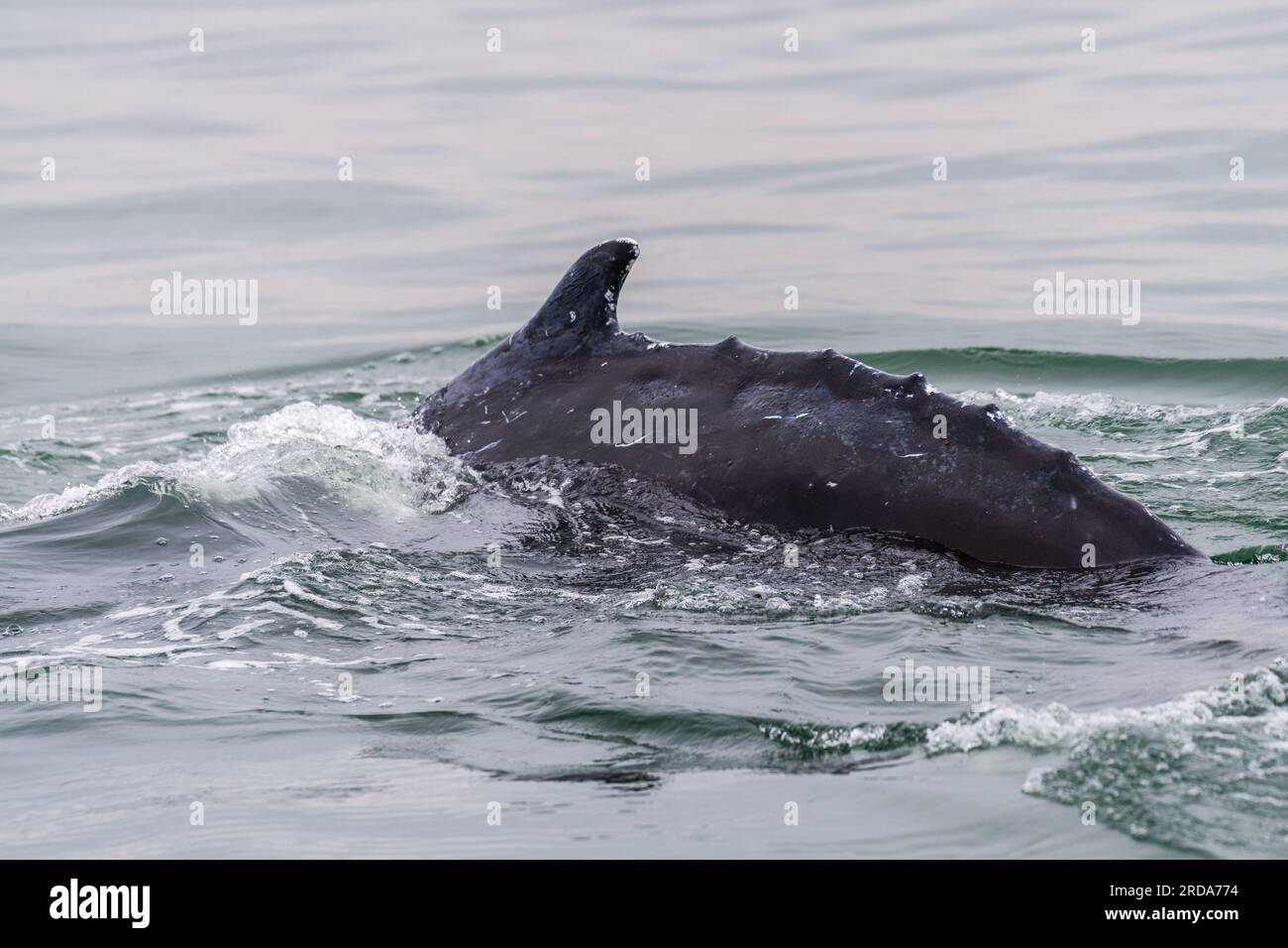 Submarine safari hi-res stock photography and images - Alamy