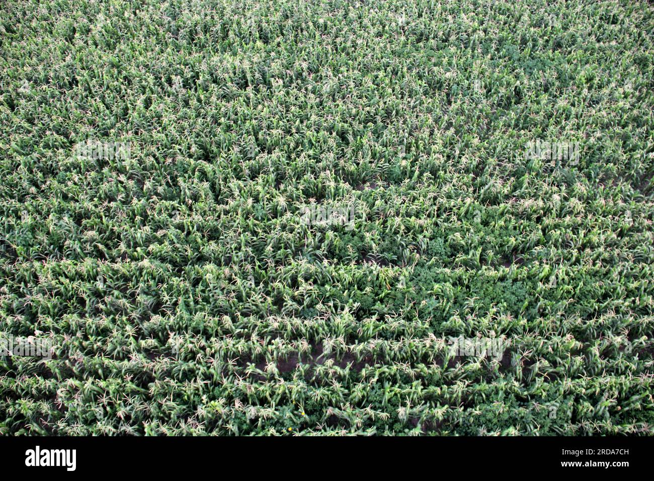 Geometrically planted green plant crops on a farm in the middle of the ...