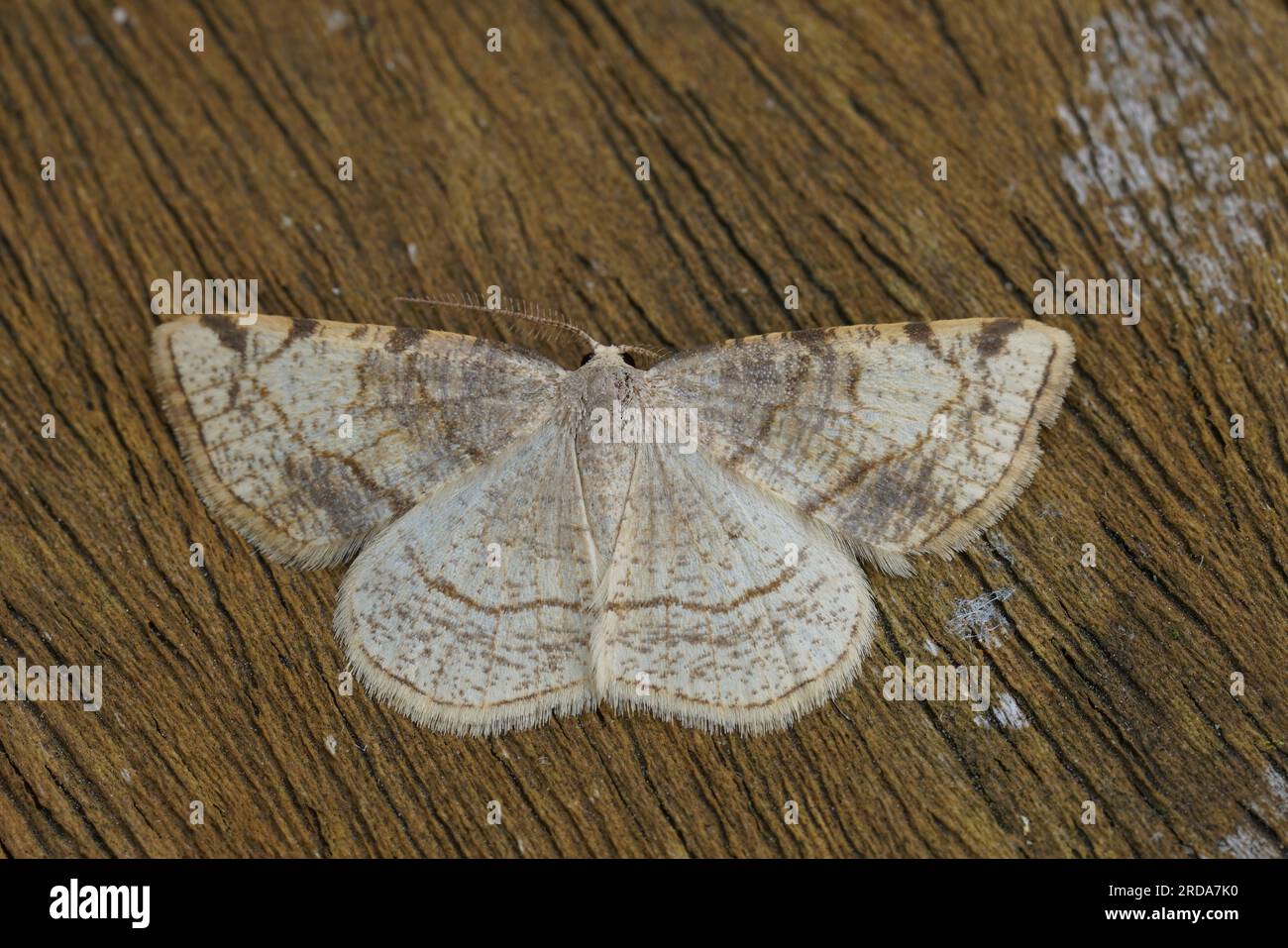Closeup on the Dorset cream wave geometer moth, Stegania trimaculata ...
