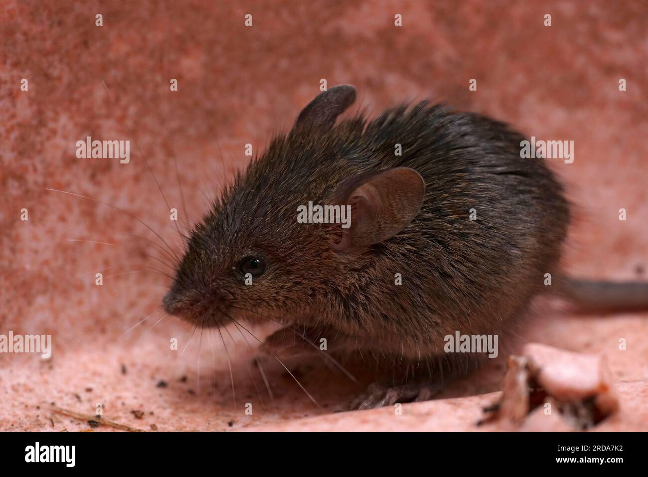 Mus musculus wild hi-res stock photography and images - Alamy