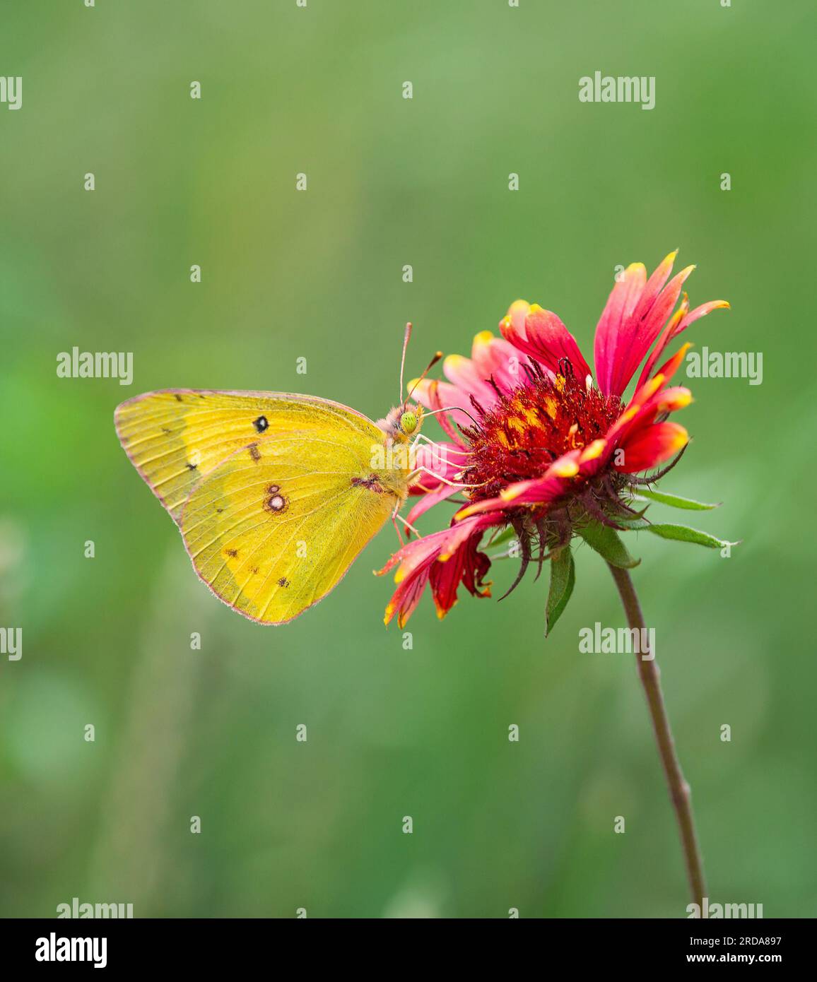 Orange Sulphur (Colias eurytheme) butterfly feeding on Indian Blanket ...