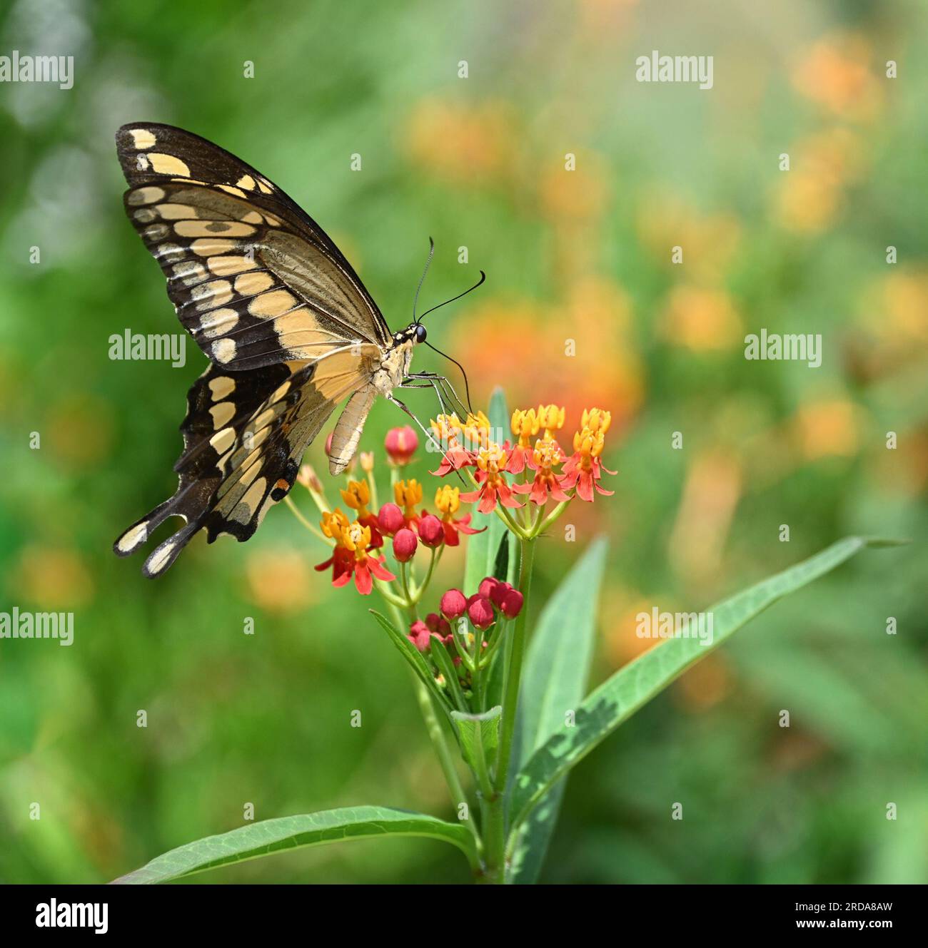 Giant swallowtail butterfly (Papilio cresphontes) feeding on Milkweed ...