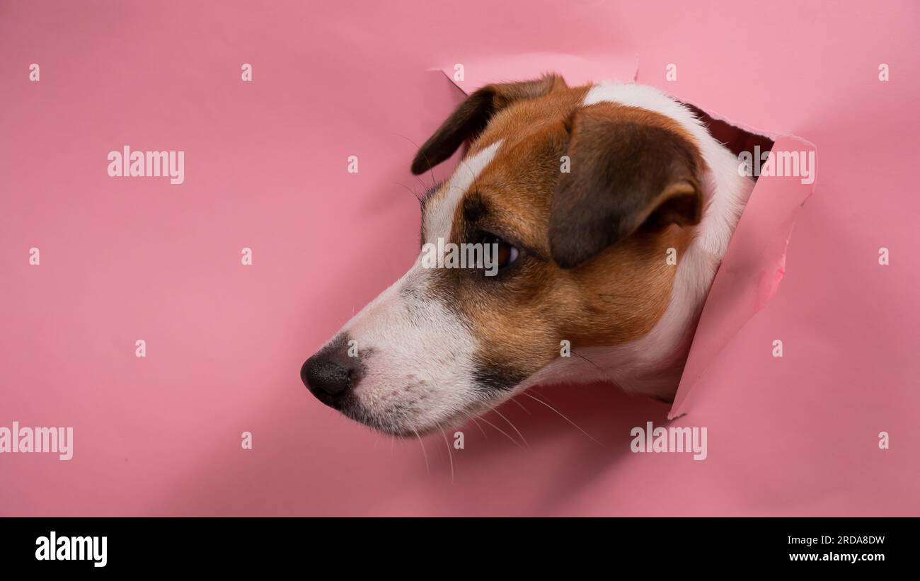 Funny dog jack russell terrier tore pink paper background Stock Photo ...