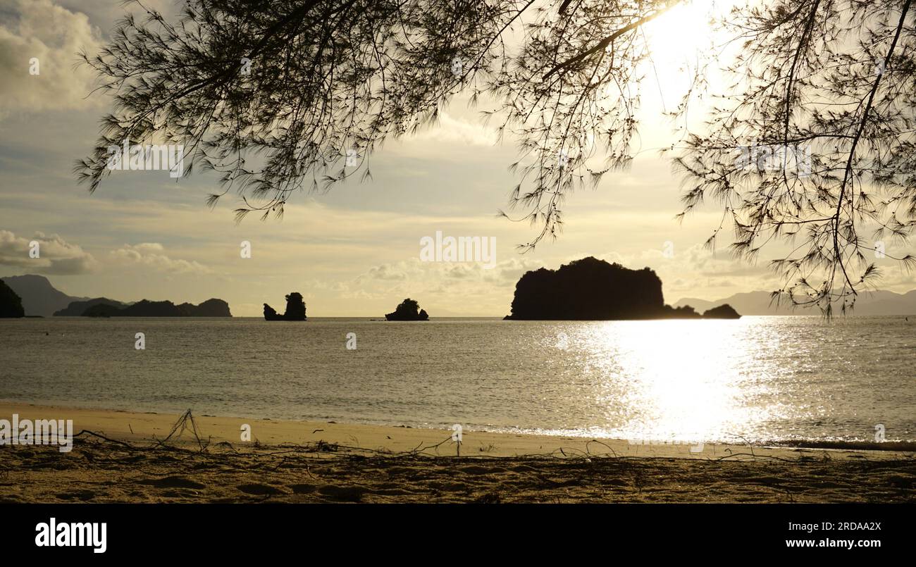 Branches tree on beach hi-res stock photography and images - Alamy