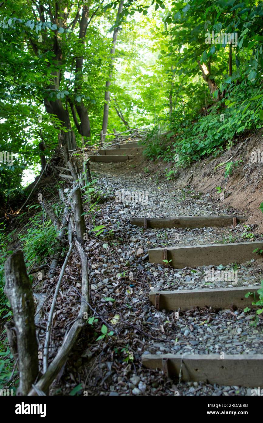 trail path uphill thru the forest, eco tourism background Stock Photo ...