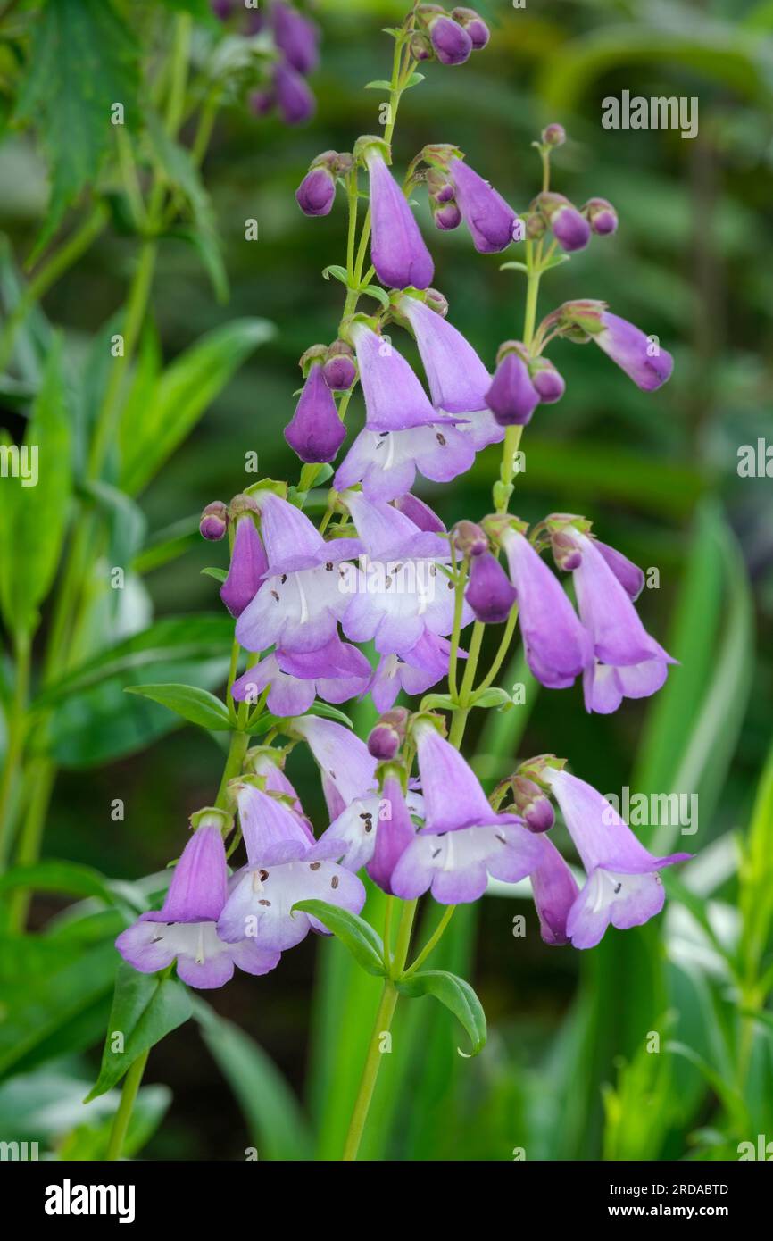 Penstemon Alice Hindley, beardtongue Alice Hindley, semi-evergreen ...