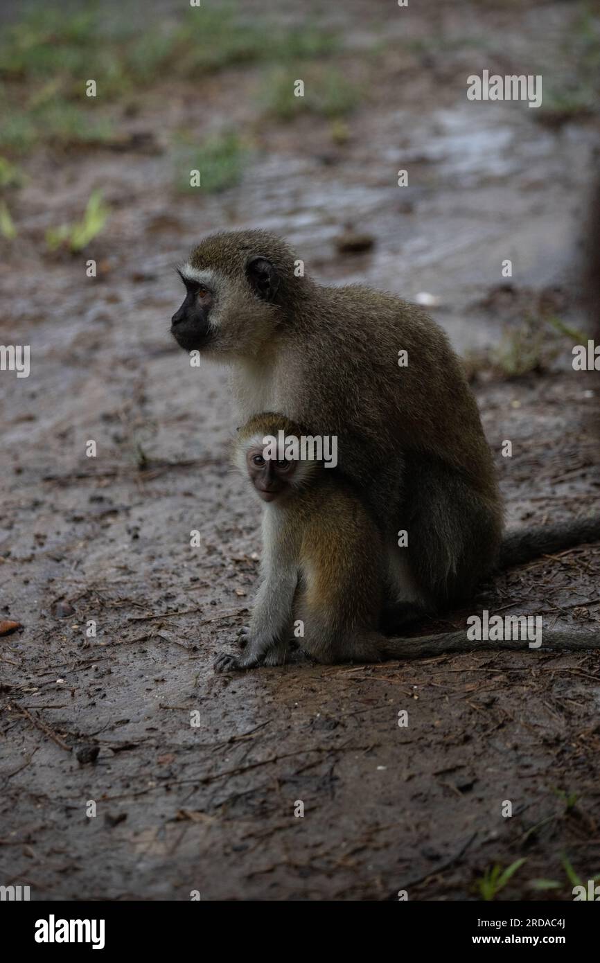 Gang of monkeys in Kenya Africa. Monkeys take over a hotel, Safari ...