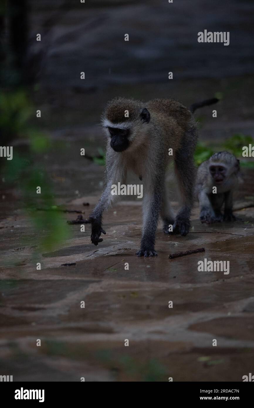 Gang of monkeys in Kenya Africa. Monkeys take over a hotel, Safari ...