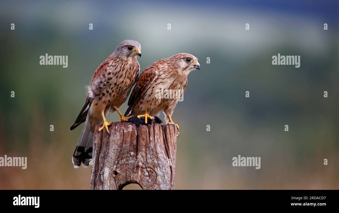 American kestrel, mouse hi-res stock photography and images - Alamy
