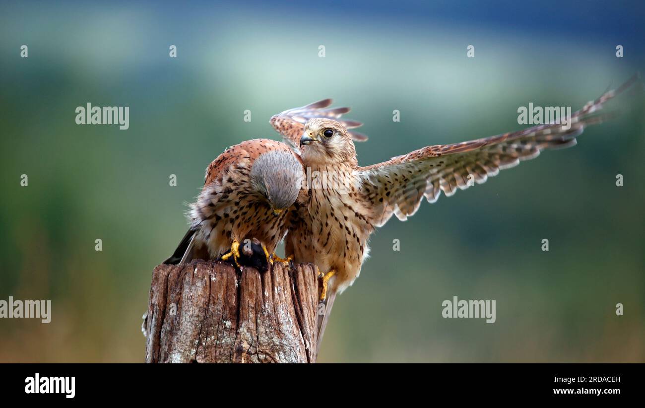 Male and female kestrel squabbling over a mouse Stock Photo - Alamy