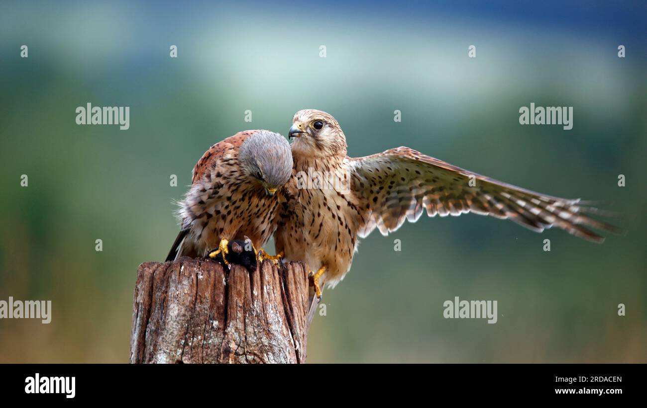Male and female kestrel squabbling over a mouse Stock Photo - Alamy