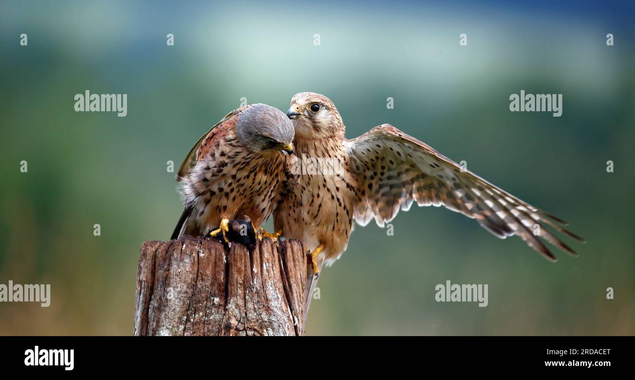 American kestrel, mouse hi-res stock photography and images - Alamy
