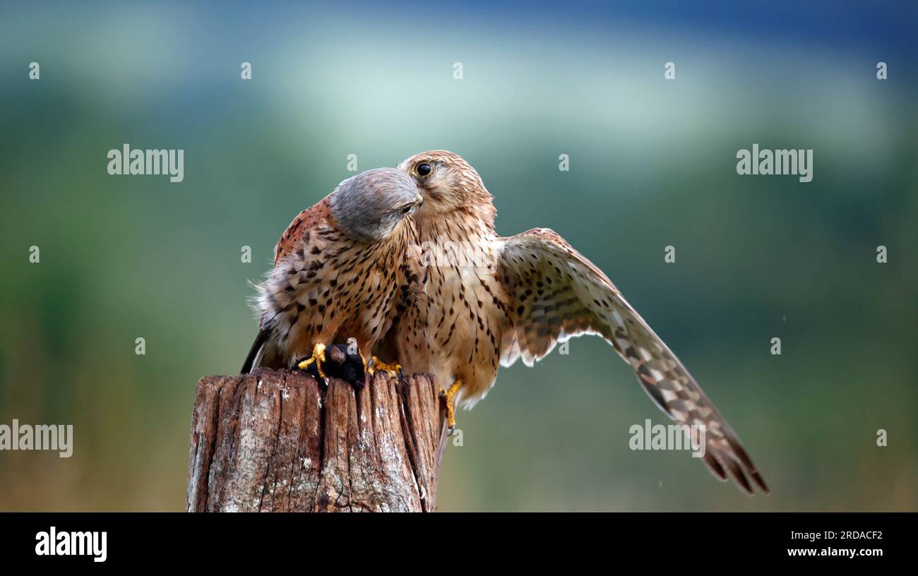 American kestrel, mouse hi-res stock photography and images - Alamy