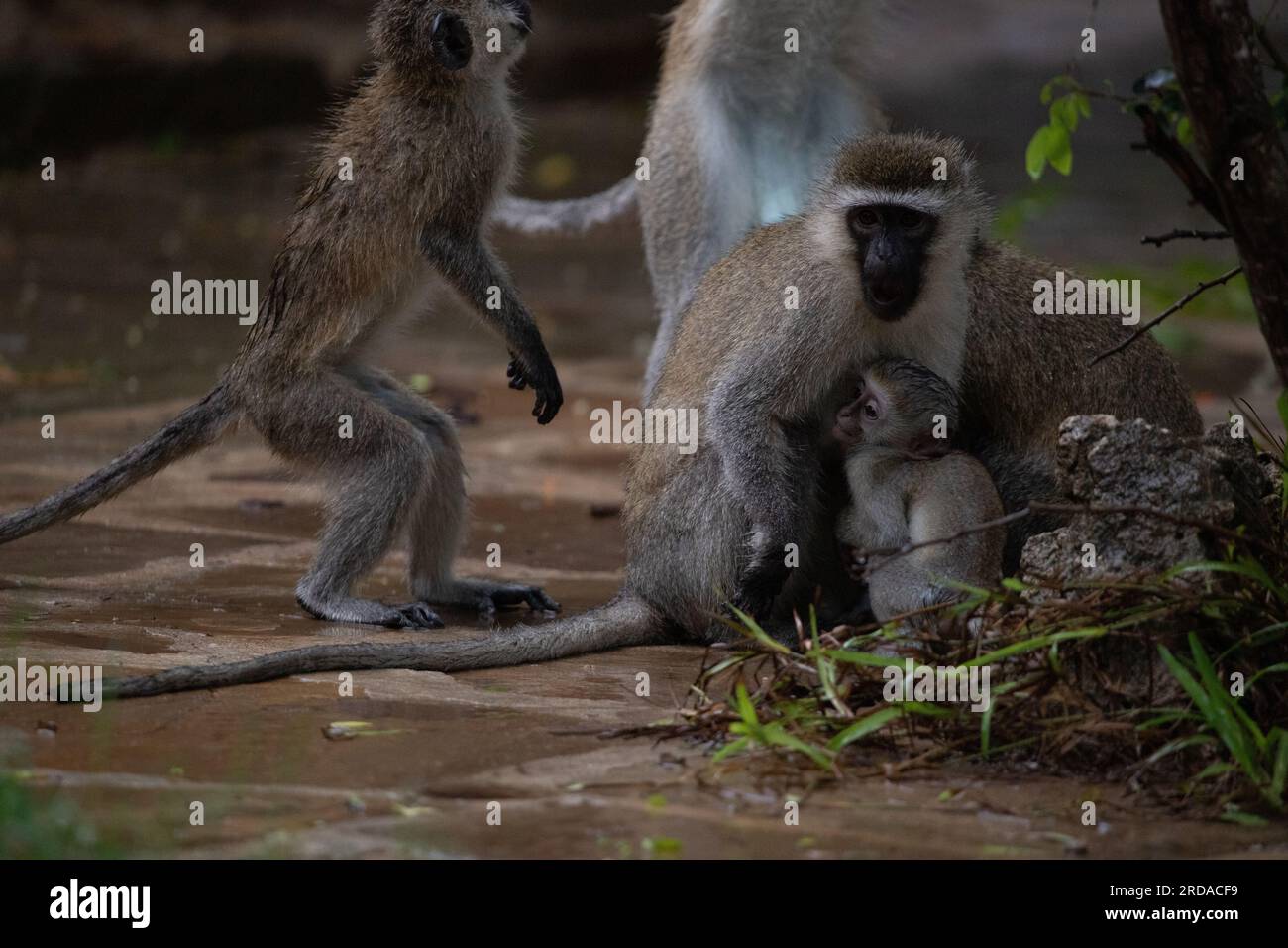 Gang of monkeys in Kenya Africa. Monkeys take over a hotel, Safari ...