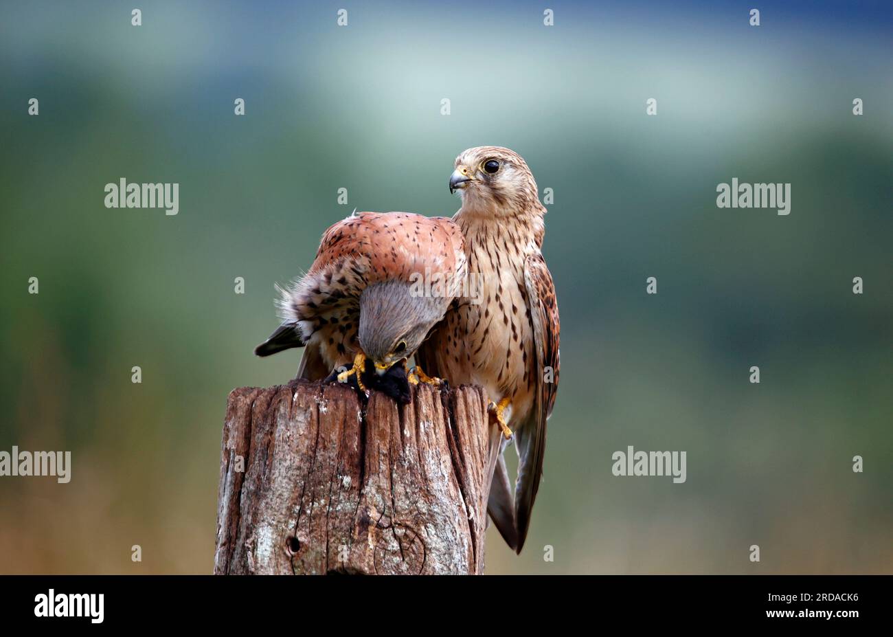 Singing mouse animal hi-res stock photography and images - Alamy
