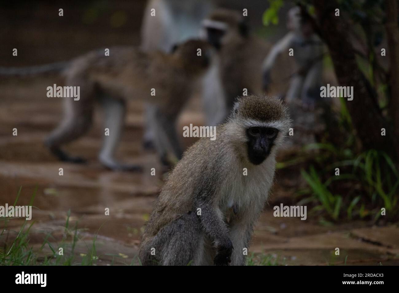 Gang of monkeys in Kenya Africa. Monkeys take over a hotel, Safari ...