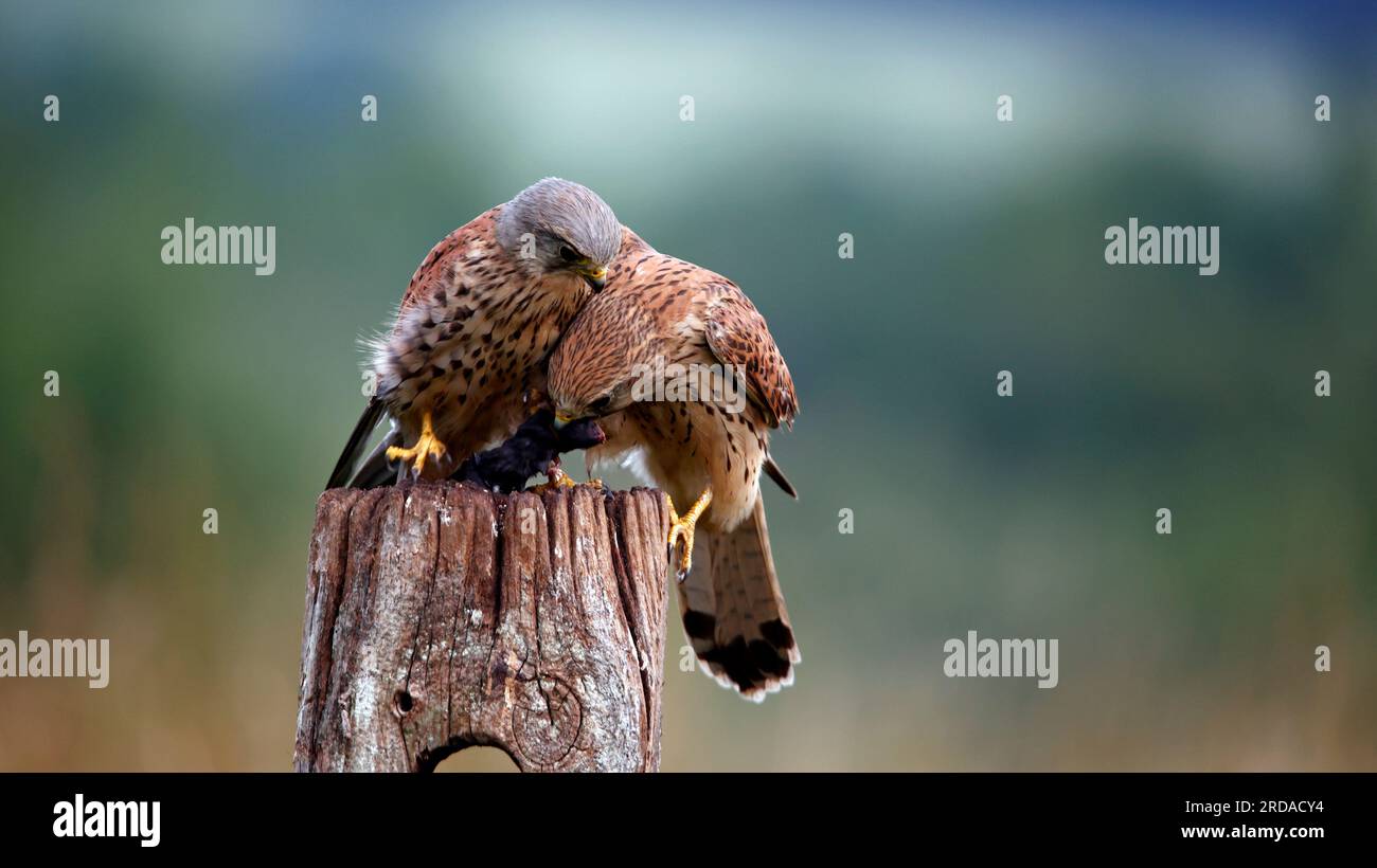 American kestrel, mouse hi-res stock photography and images - Alamy
