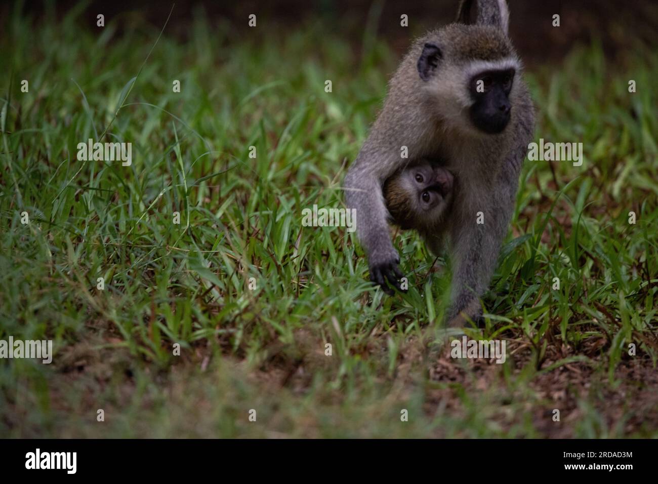 Gang of monkeys in Kenya Africa. Monkeys take over a hotel, Safari ...