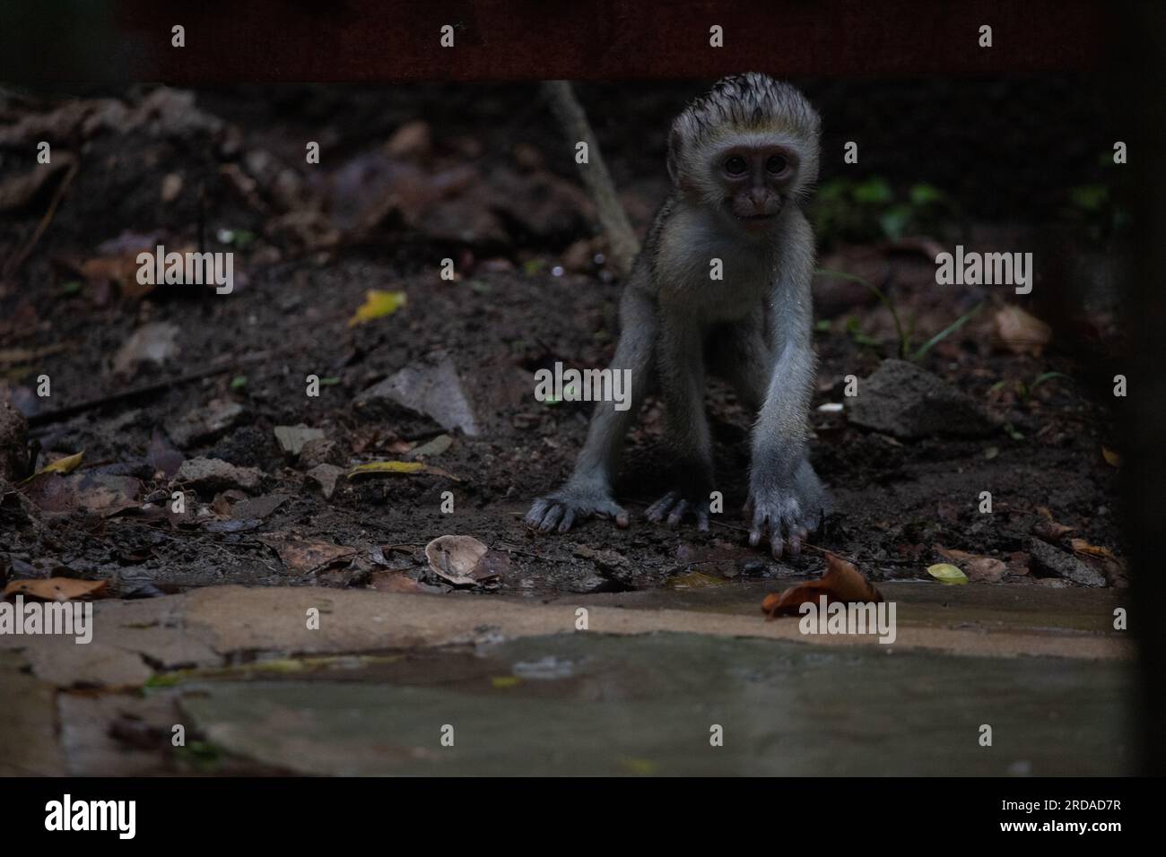 Gang of monkeys in Kenya Africa. Monkeys take over a hotel, Safari ...