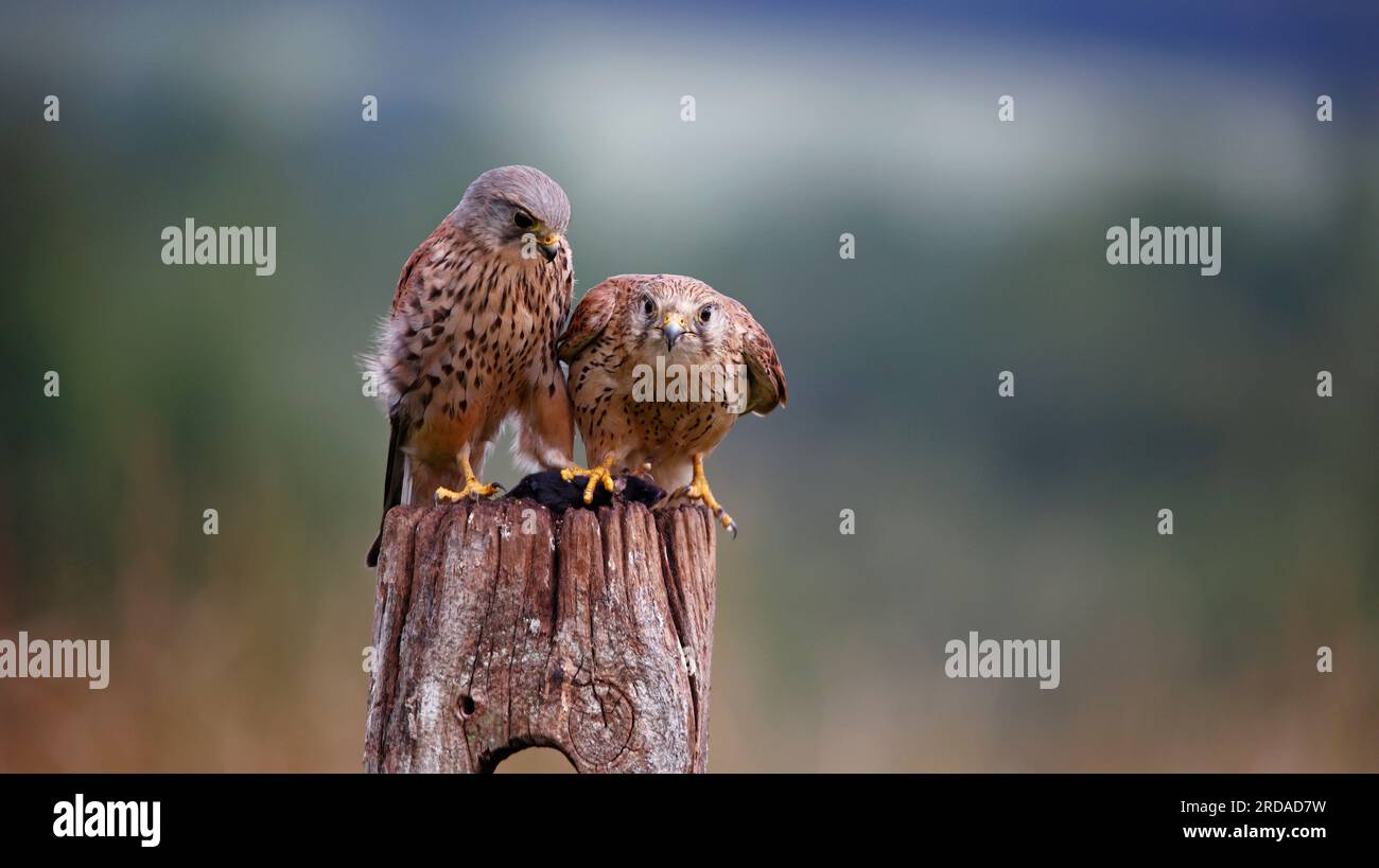 Male and female kestrel squabbling over a mouse Stock Photo - Alamy